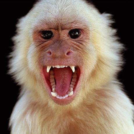 ‎MOJOMonKey’s profile • Letterboxd