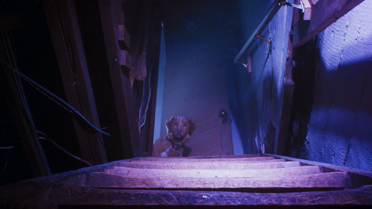 Good Boy’ review by pelirrojohungry • Letterboxd