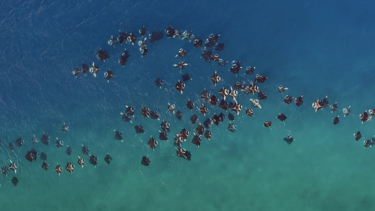 ‎Ocean with David Attenborough (2025) directed by Colin Butfield, Toby ...