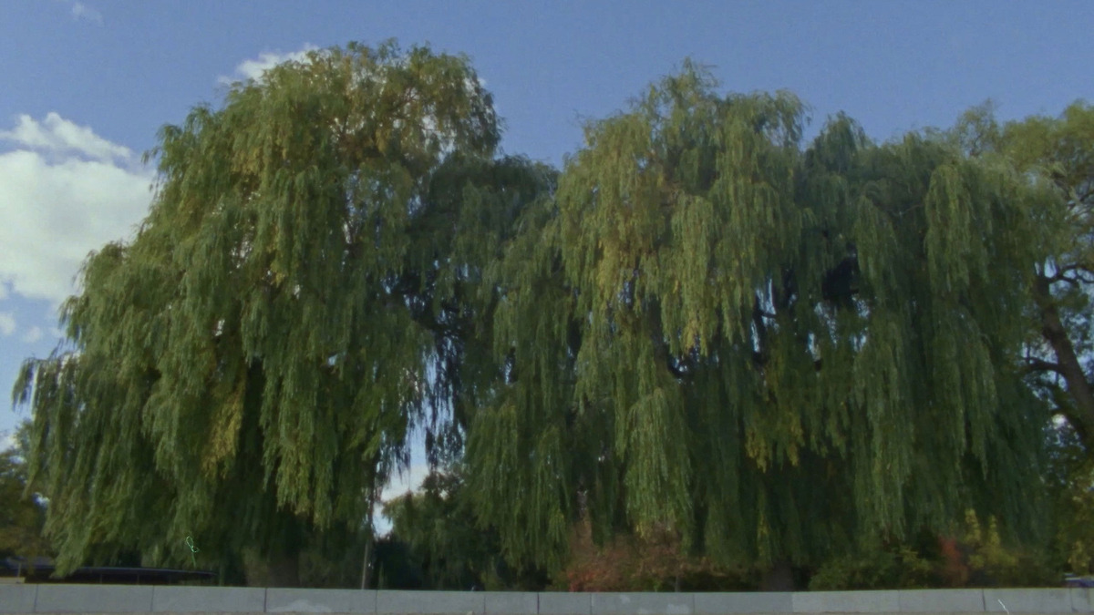 ‎Willow World (2025) directed by Juliet Belisario • Reviews, film ...