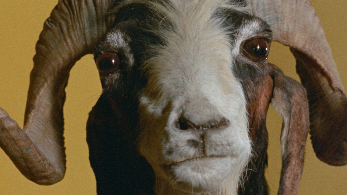 The Holy Mountain’ review by the sam (severed floor edition) • Letterboxd