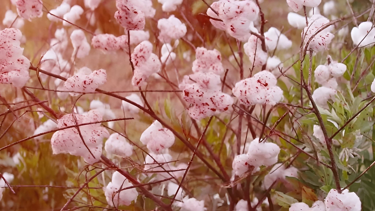 Django Unchained’ review by Nick_Seger • Letterboxd