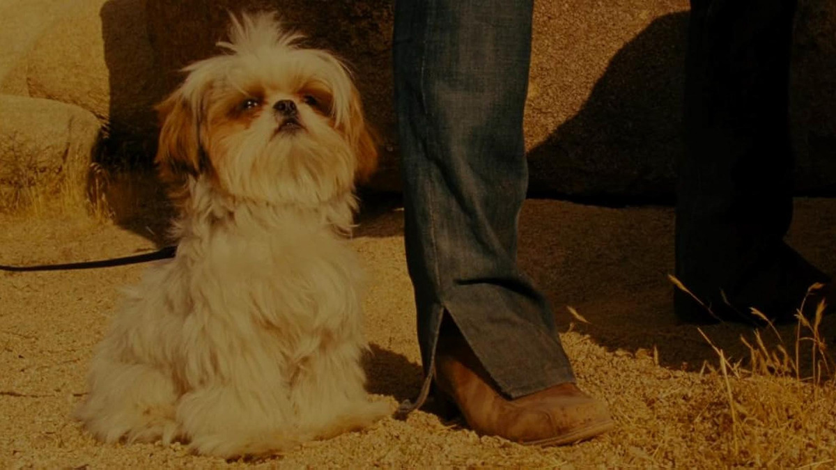 seven psychopaths trivia