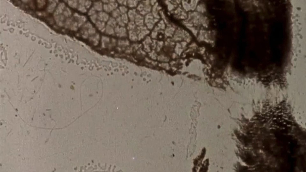 Mothlight’ review by astro • Letterboxd