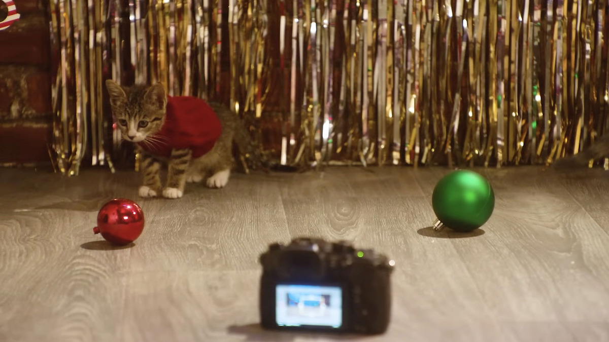 A Very Kitty Cocktail Party’ review by John • Letterboxd