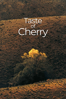 about cherry letterboxd