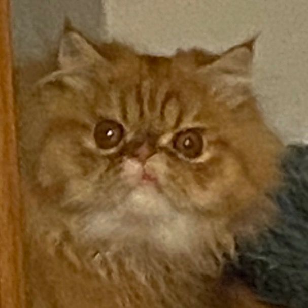 ‎selocan’s profile • Letterboxd