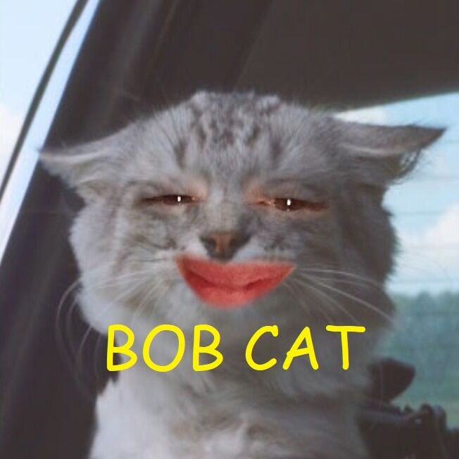 ‎Boboche’s profile • Letterboxd