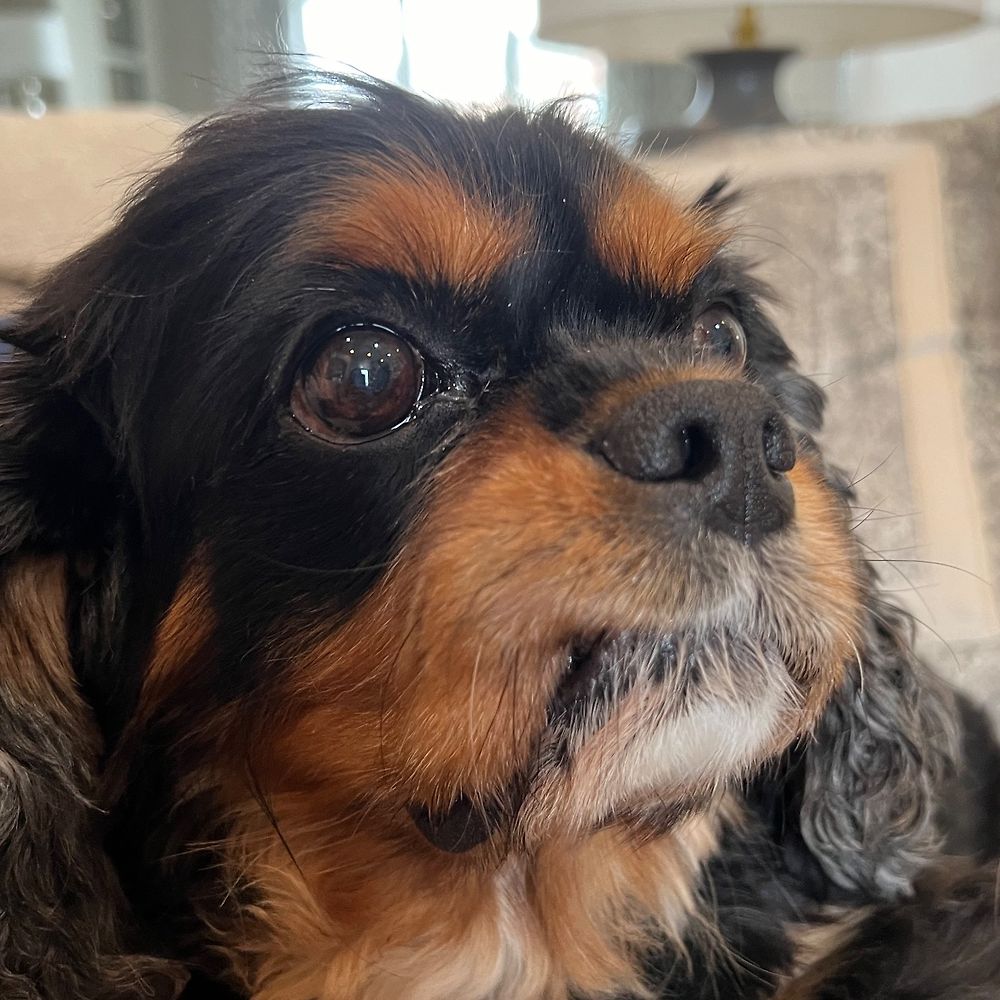 ‎darwin the dog’s profile • Letterboxd