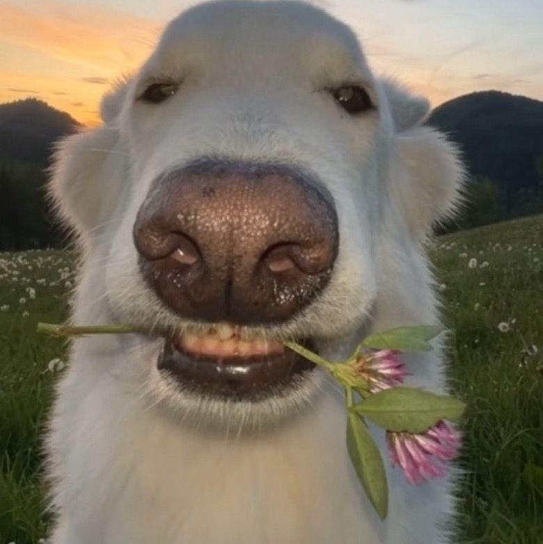 ‎lucylemon’s profile • Letterboxd