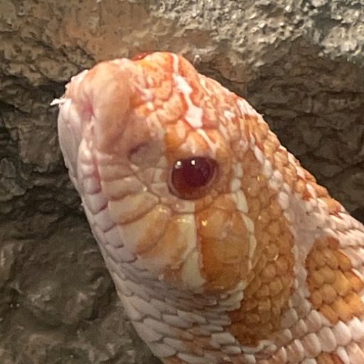 ‎Matias Navarrete-Lamas’s profile • Letterboxd