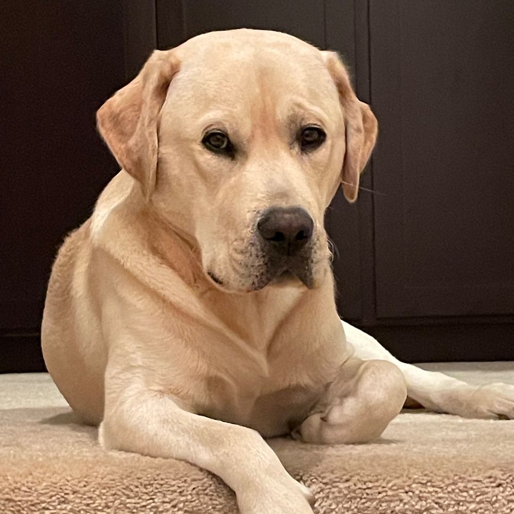 таоsean Codesтащs Profile тав Letterboxd