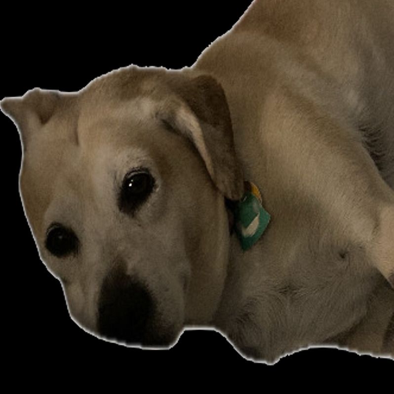 ‎Aso Dawg’s profile • Letterboxd