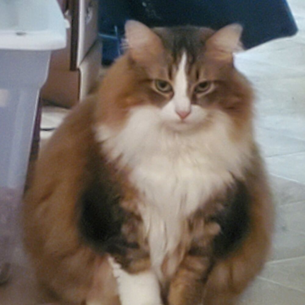 ‎Josh McIntosh’s profile • Letterboxd