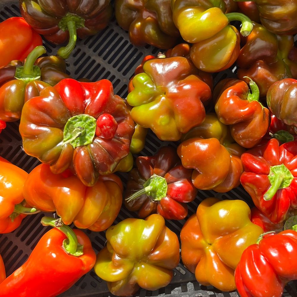 ‎sofia’s profile • Letterboxd