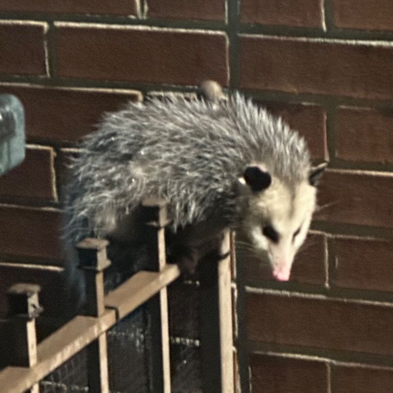 ‎Nick Rosenthal’s profile • Letterboxd