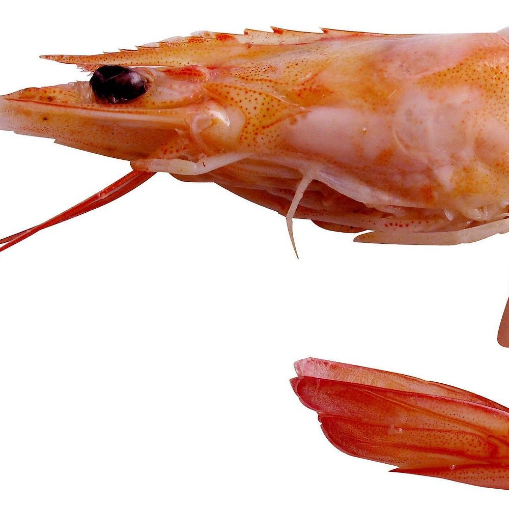 ‎Shrampy’s profile • Letterboxd