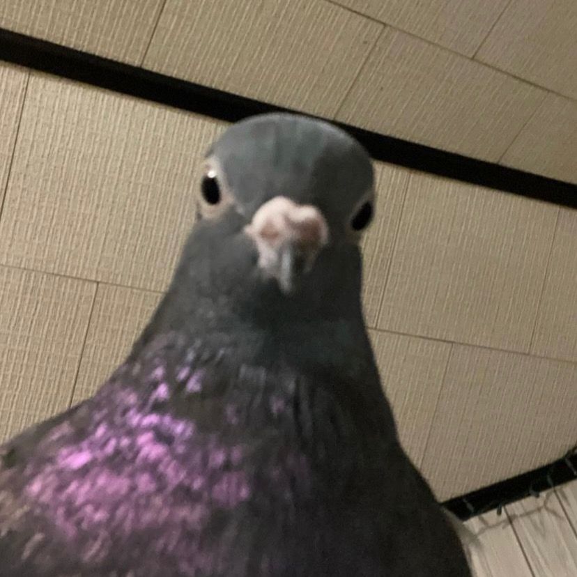 ‎MUHAMAD RIZKI’s profile • Letterboxd