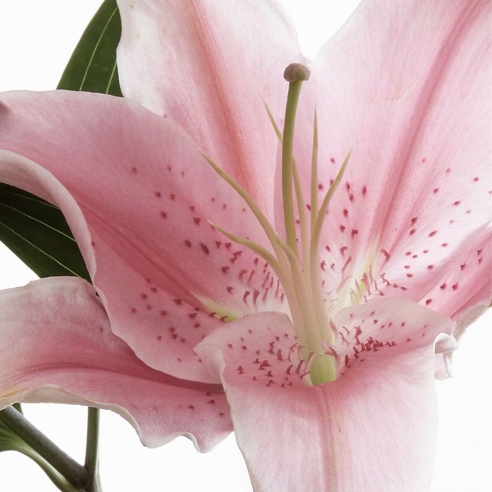 ‎lavender jones’s profile • Letterboxd