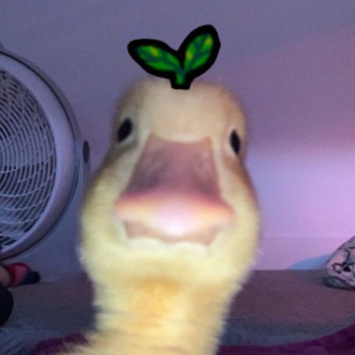 ‎Ryan Nuqui’s profile • Letterboxd