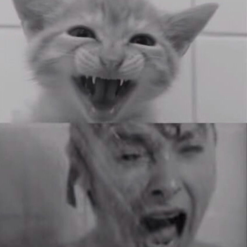 ‎safa’s profile • Letterboxd