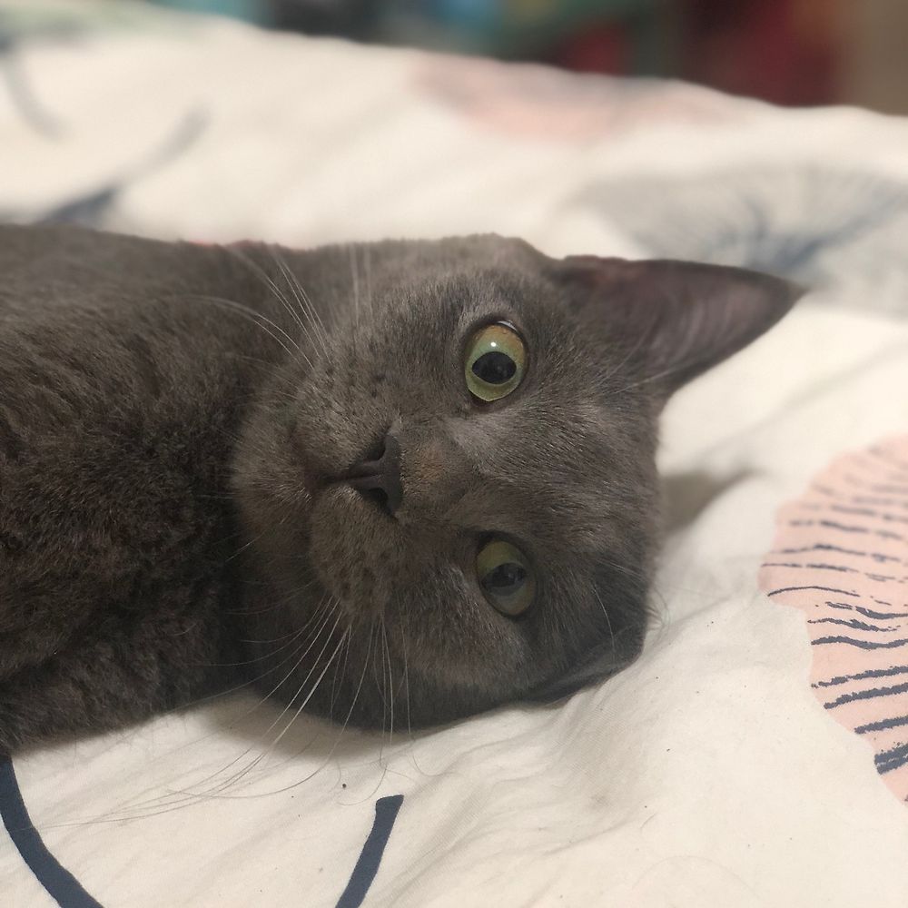 ‎Ammardito Shafaat’s profile • Letterboxd