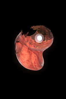 ‎Vénus Victrix (2022) directed by Lorraine Belet • Film + cast • Letterboxd