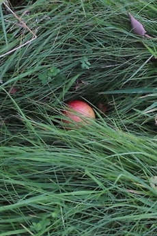 ‎Do you remember what it used to be like? (2022) directed by Archie ...