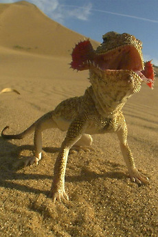 ‎Planet of the Reptiles (2017) • Film + cast • Letterboxd