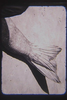 ‎MER (2023) directed by Jonathan Nam • Reviews, film + cast • Letterboxd