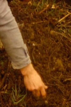 ‎Tree of life (1983) directed by Robert Kernez • Reviews, film + cast ...