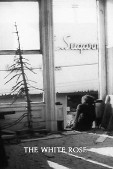 flashback white rose