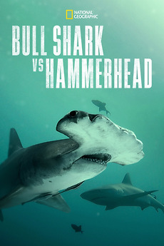 ‎Bull Shark vs. Hammerhead (2023) • Reviews, film + cast • Letterboxd