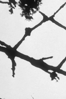 ‎Bosco (2023) directed by Stefano Canapa, Lucie Leszez • Reviews, film ...