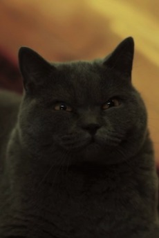 ‎Hell Cat (2011) directed by Ged Murray • Reviews, film + cast • Letterboxd
