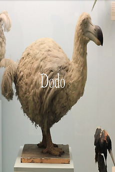 ‎Dodo (2023) directed by Eric Leiser • Reviews, film + cast • Letterboxd