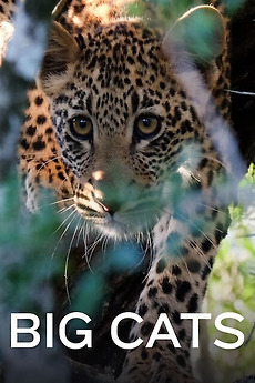 ‎Big Cats directed by Werner Zips, Angelica V. Marte • Film + cast ...