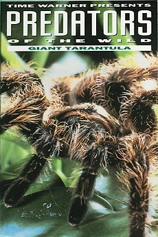 ‎Predators of the Wild: Giant Tarantula (1993) directed by Nick Gordon ...