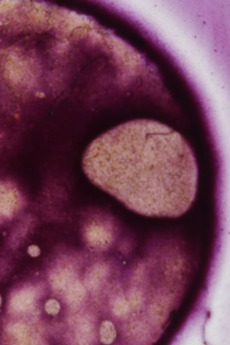 ‎Phykos (2023) directed by Paula Pellejero • Reviews, film + cast ...