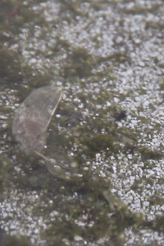 ‎Palinopsia (2023) directed by Forrest Sprague • Reviews, film + cast ...