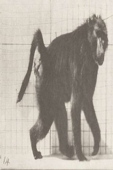 ‎Baboon Walking on All Fours (1887) directed by Eadweard Muybridge ...