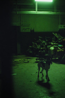 ‎The Fear of Leaving the Animal Forever Forgotten Under the Ground ...