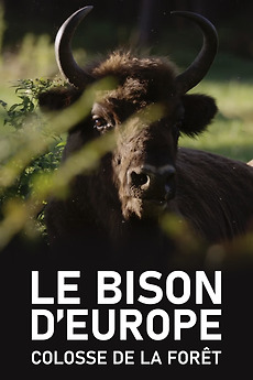 ‎Le Bison d'Europe, colosse de la forêt (2023) directed by Jérôme Ségur ...