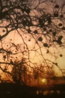 ‎Sole Sole Sole (1970) directed by Marinella Pirelli • Film + cast ...