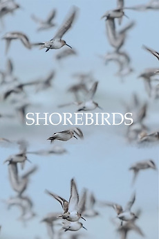 ‎Shorebirds directed by Khushil Doshi • Film + cast • Letterboxd