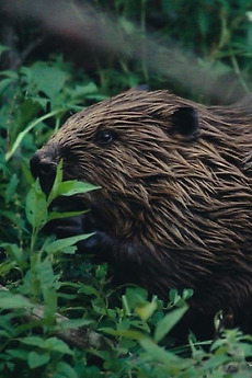 ‎Mission Castor - La réintroduction sauvage (2022) directed by Patrick ...