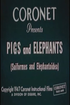 ‎Pigs and Elephants (Suiformes and Elephantoidea) (1947) • Film + cast ...
