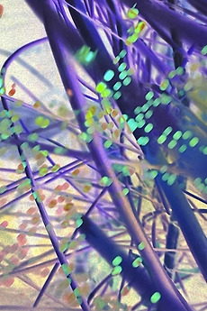 ‎Peeping Freedom Pavilion for Sojourner Truth (Apollomat horizontal ...