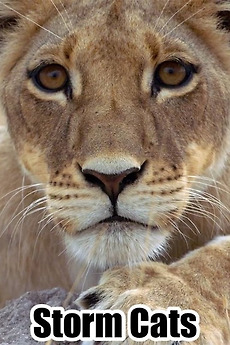 ‎Storm Cats (2017) directed by Robyn Keene-Young • Reviews, film + cast ...