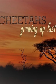 ‎Cheetahs: Growing Up Fast (2017) directed by Robyn Keene-Young • Film ...
